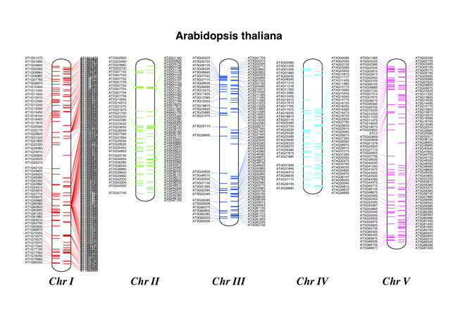 遺伝子地図をfastagff3biopythonで作る Bioinformatics Qiita 